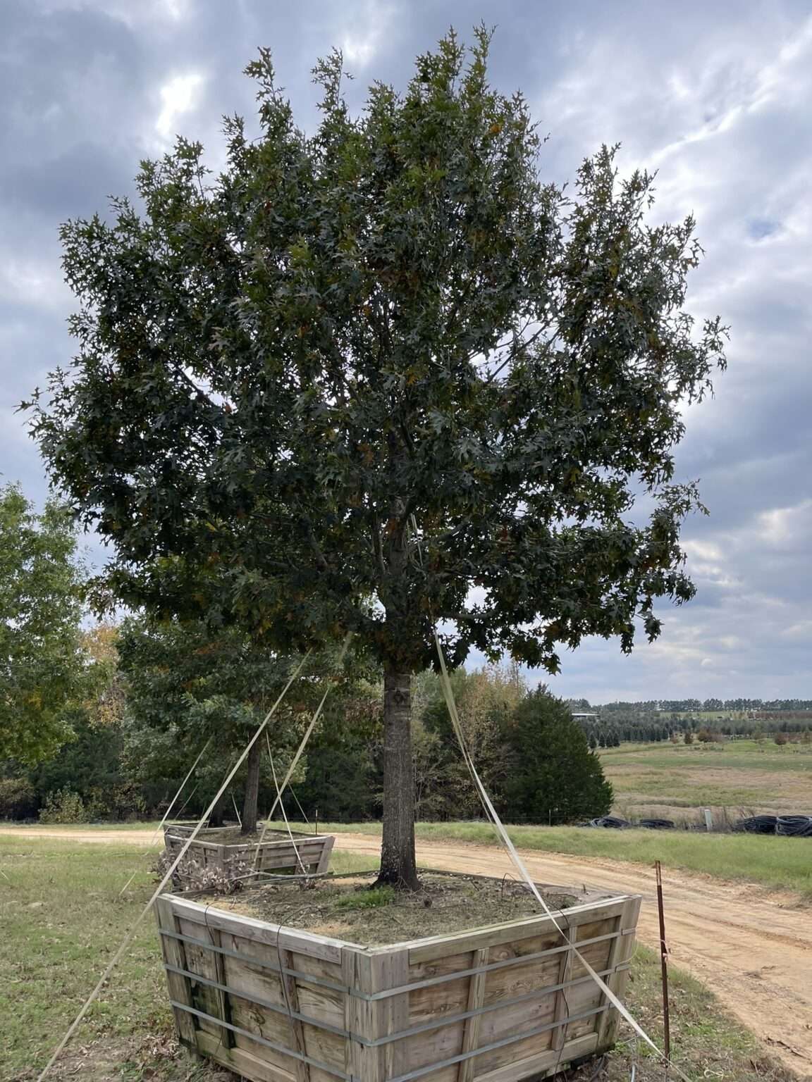 Tree Cutting Services - Trevino's Trophy Tree Co